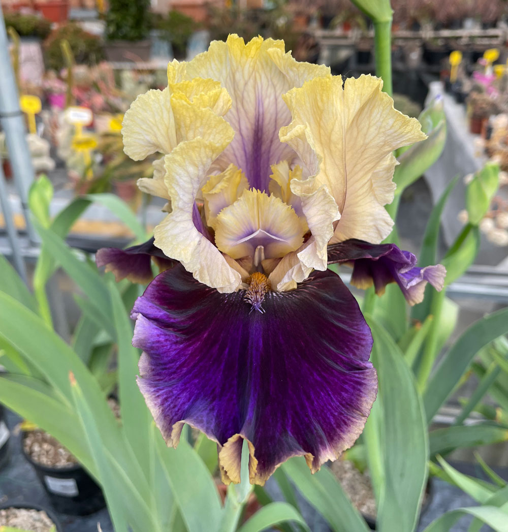 Iris germanica “Carnival Capers” – Vivaio il Corbezzolo